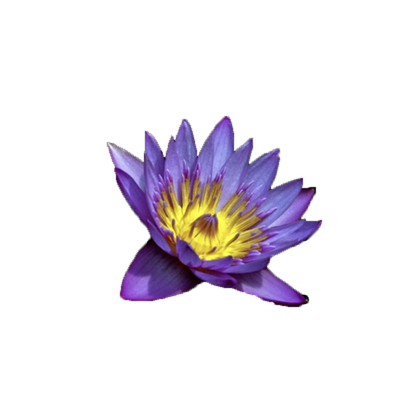 埃及紫色芳香四季种植开花蓝睡莲