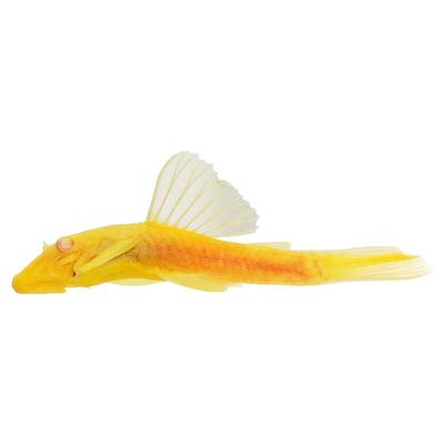 清缸工具鱼蓝眼胡子鱼