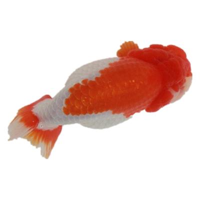 红草金鱼好养耐活长尾大红草