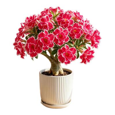 【全网绿植TOP】包活到开花