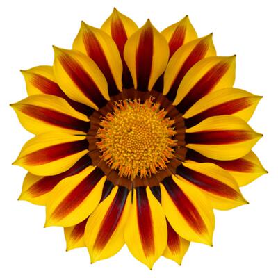 进口大花勋章菊种子大笑吻系列