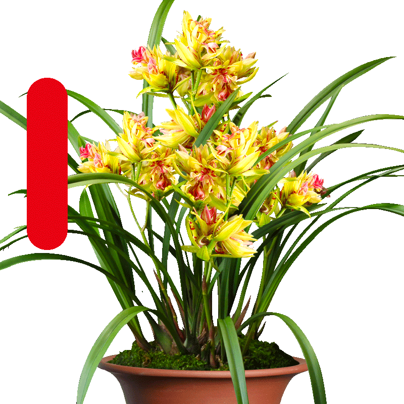 夏带超多花苞建兰四季兰富山奇蝶