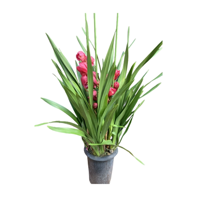 大花惠兰室内元宵花花卉春节盆栽