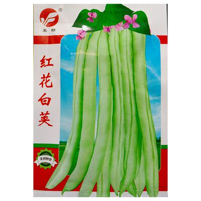 四季豆种子红花白荚春秋播种20克