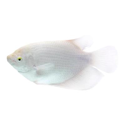 渔你有缘古代战船白战船鱼红眼镇宅热带鱼大型观赏鱼财财鱼活鱼