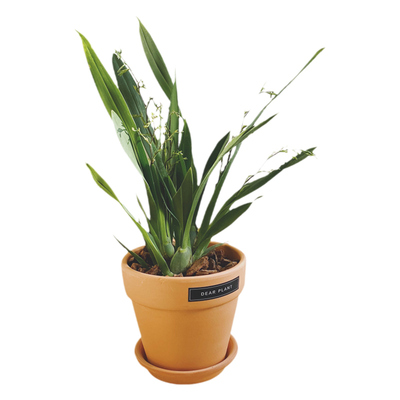 梦香兰室内桌面净化空气绿植盆栽