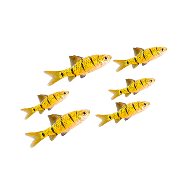 条纹小鲃观赏鱼耐寒冷水鱼吃清苔