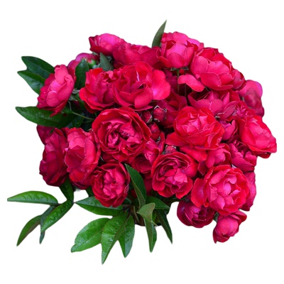 虹越黄木香红木香精选盆栽苗