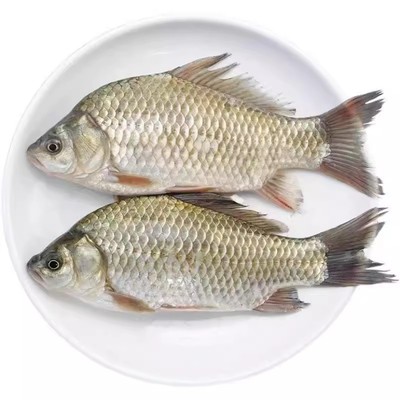 正宗微山湖区鲫鱼新鲜活鱼现杀