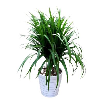 龙须树多头龙血树室内花卉植物