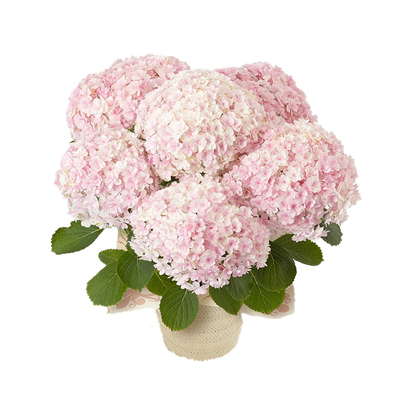 种花王大爷大花绣球花苗