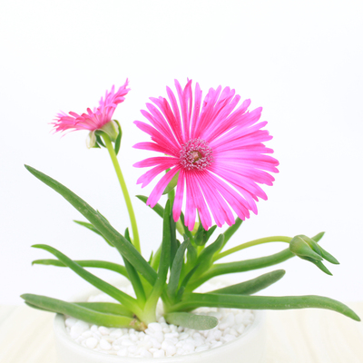 语茉黄花照波会开花的多肉植物