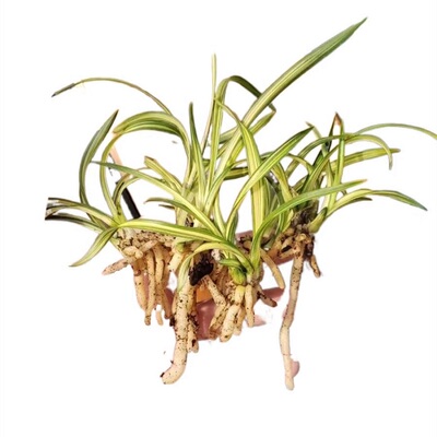 兰花苗春兰中透艺绿云中透艺兰