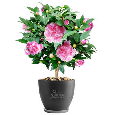 香妃茶花盆栽树苗带香味养花匠