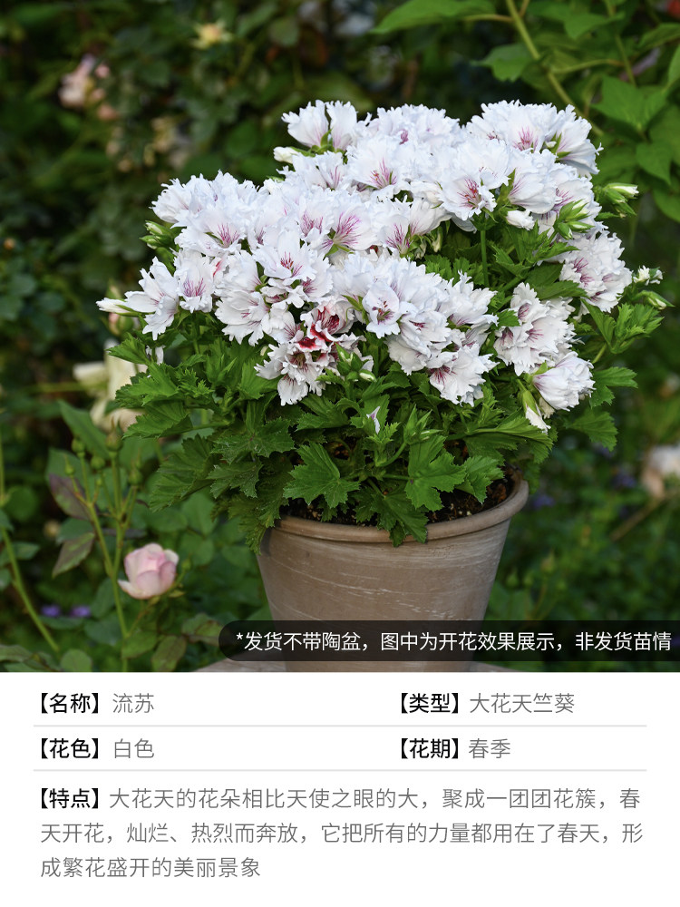 天竺葵花苗重瓣四季垂吊直立大花飞溅花卉植物室内花苗