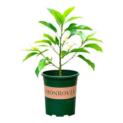 白玉兰花盆栽带苞浓香四季花卉
