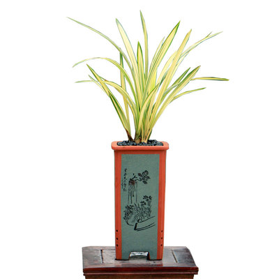 翁源兰花建兰中透福隆带花浓香型