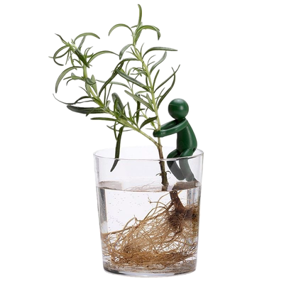 水培植物扶正扶枝固定防倒伏叶