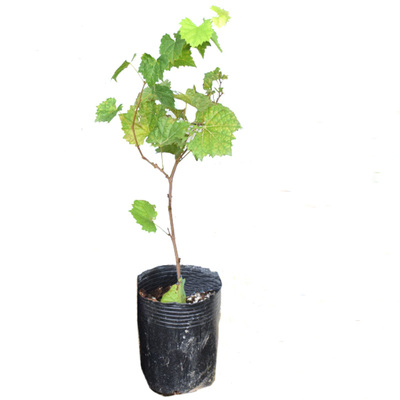 圆叶葡萄苗盆栽美国圆叶葡萄苗红宝石保尔克格威尔寒香蜜