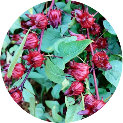 红桃k种子籽洛神花四季金