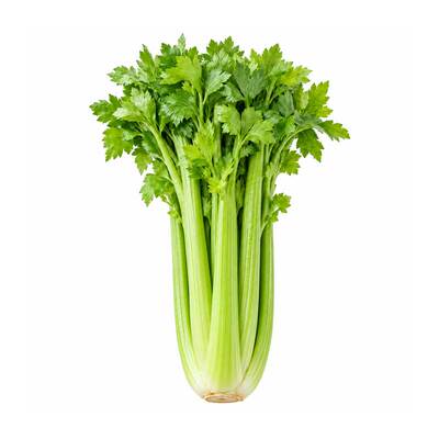 四季通用耐寒高产芹菜种子