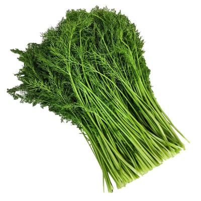 山东茴香菜新鲜鲜嫩小茴香苗菜