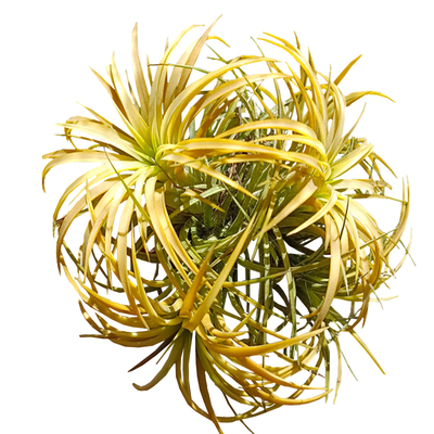 多款群生球状空凤室内无土植物