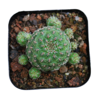 阳台好养仙人球卡莱主教仙人球