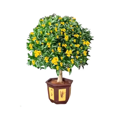 桂花树苗四季桂盆栽室内植物嫁接矮化金桂桂花树名贵花卉开花四季