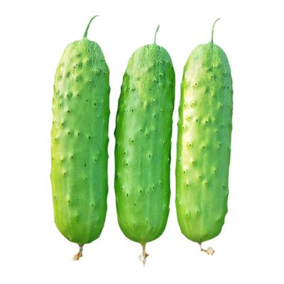 春季种子适合春天各种菜子