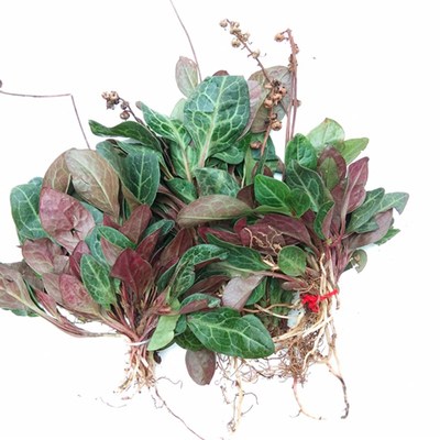 贵州新鲜紫背鹿含草500克