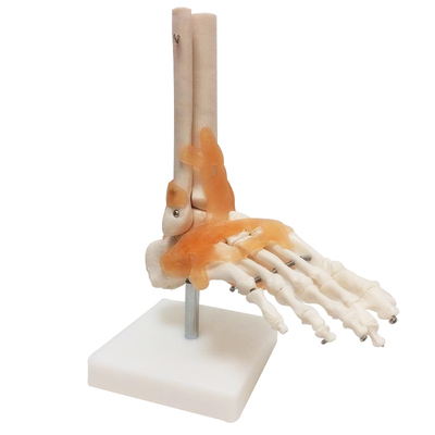 脚部踝关节韧带趾骨模型