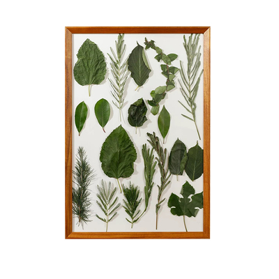 秋天落叶相框手工diy收纳标本收集植物树叶作品画框装饰创意挂墙