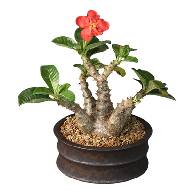 温莎瓶干红花块根潮盆栽绿植棒槌