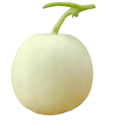 陕西阎良时令白皮蜜瓜吊蔓甜香瓜