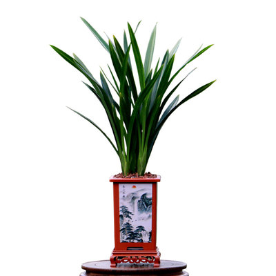 翁源兰花老种墨兰企黑除甲醛带花