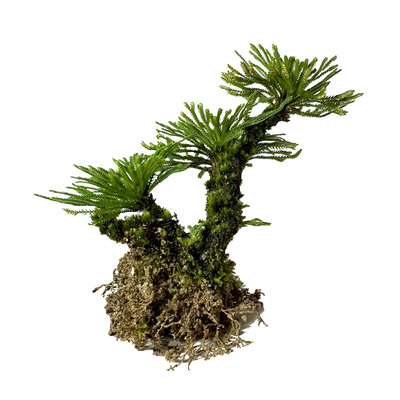 卷柏还阳草室内外防辐射四季长青