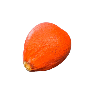 新鲜凤凰蛋铁树果实自然