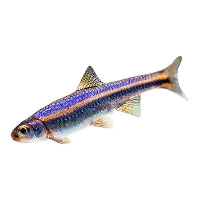 紫光精灵鱼广温淡水鱼