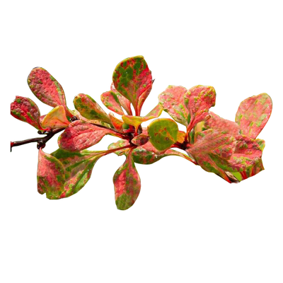 虹越小檗花园彩叶耐寒灌木花镜