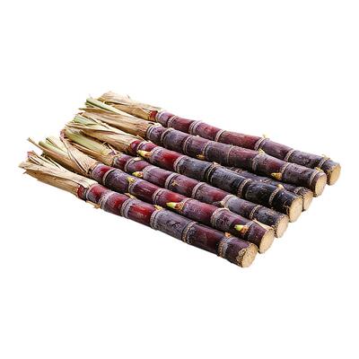 一代黑皮甘蔗种苗黄皮青皮甘蔗种苗黄金甘蔗种苗高产水果甘蔗种子