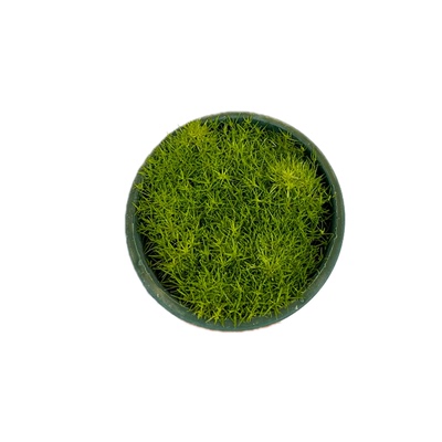 爱尔兰珍珠草草坪苔藓绿植
