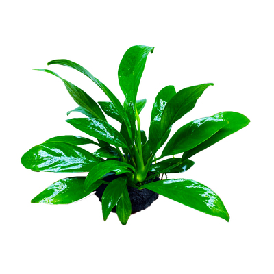 水草植物鱼缸造景淡水阴性前后景