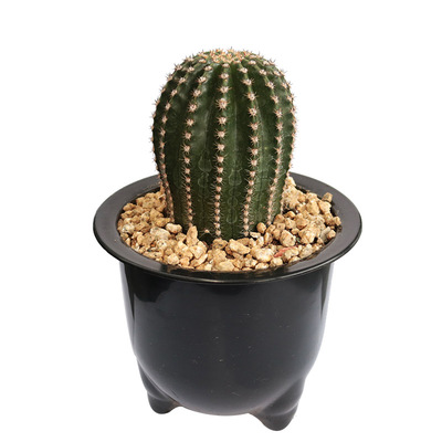 黑金刚粉红红花机器仙人柱