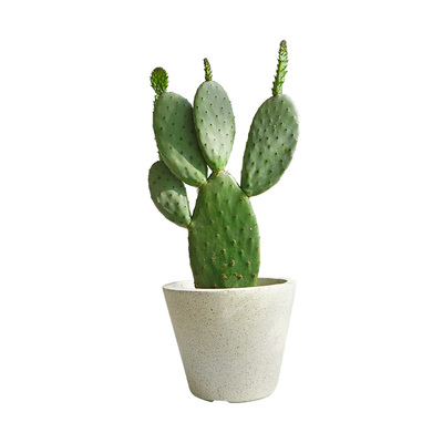 绿植防辐射成都同城配送仙人掌