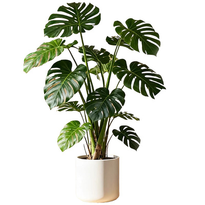 龟背竹大型绿植盆栽|千人加购