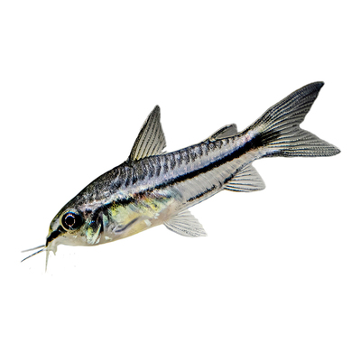 精灵鼠鱼淡水小型除藻清洁工具