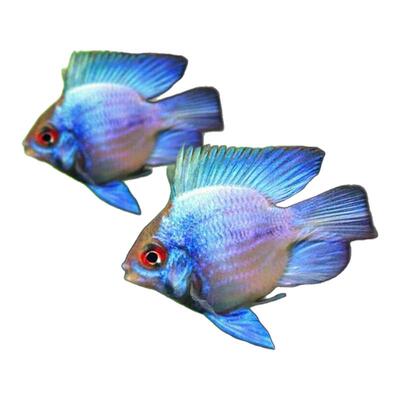 宝蓝凤凰球鱼长尾蓝波子