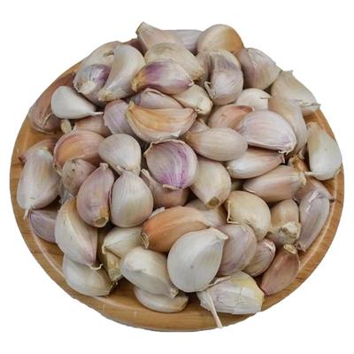 新晒紫皮蒜瓣种蒜苗大蒜出芽率高
