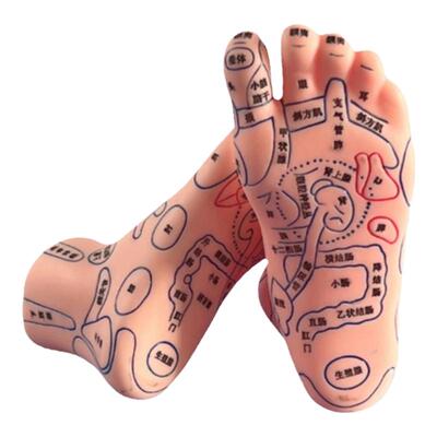 手足耳针灸穴位模型推拿针灸教具